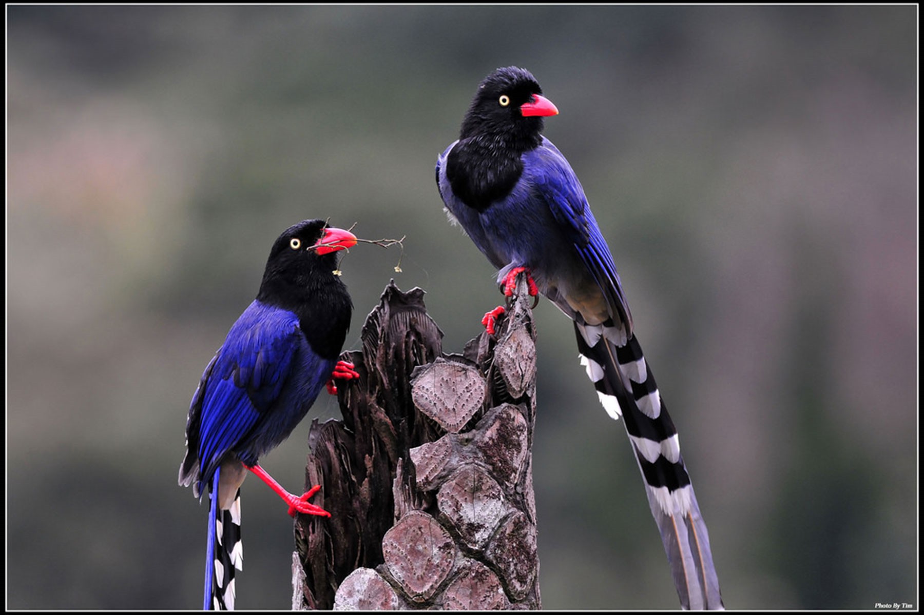 Birding Taiwan Photo Gallery- Kaiyote Tours | Birding Adventures, Trips ...